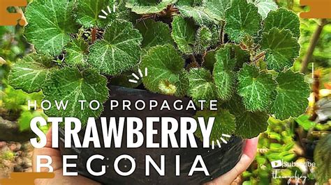 All About Strawberry Begonia Care Tips Propagation And More Updated August