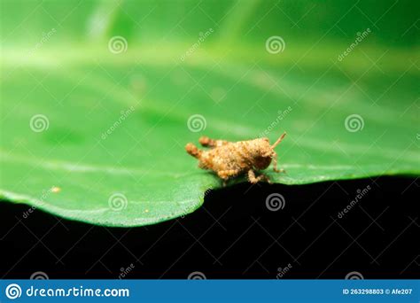 Close Up Pygmy Grasshopper On Green Leaf Stock Image Image Of Wild