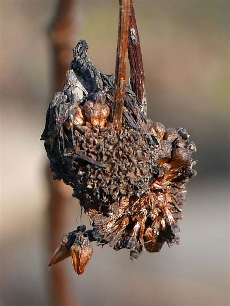 Nutlet