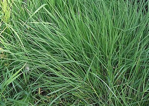 West Coast Turf West Coast Native Bentgrass Agrostis Pallens