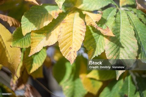 자연 화면 보호기 및 가을 테마와 계절 색상 풍경이 있는 배경 0명에 대한 스톡 사진 및 기타 이미지 0명 10월 11월