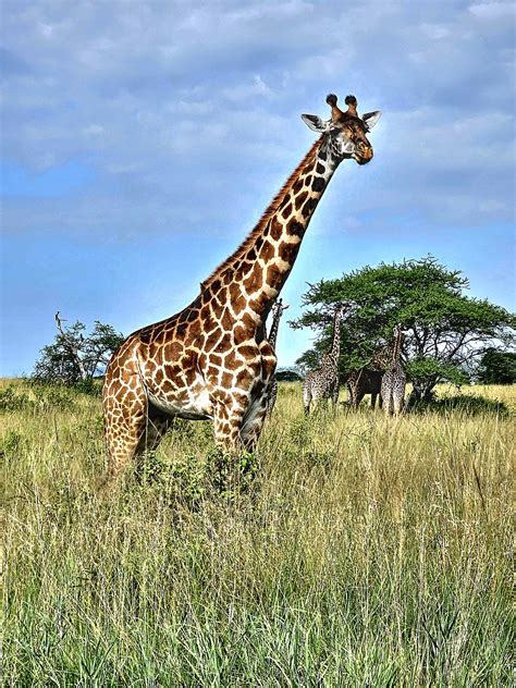 기린 아프리카 국립 Pixabay의 무료 사진 Pixabay