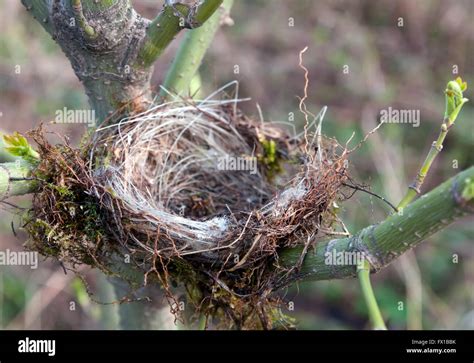 Empty Bird Nest With Tree Branches Stock Photo Alamy
