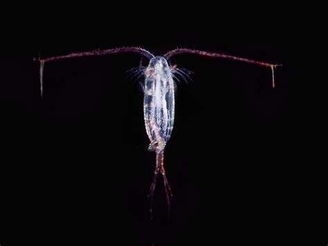 Marine Copepod