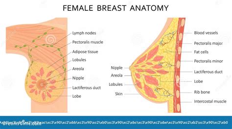Breast Anatomy Parts Diagram Understanding The Structure
