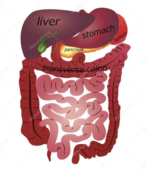 Upper Gastrointestinal Tract Diagram