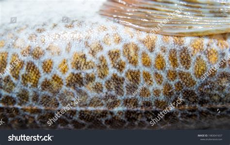 2624 Cod Scales Royalty Free Photos And Stock Images Shutterstock
