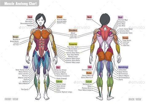 Women Muscle Anatomy Сhart Color Coded Muscle Diagram Full Body