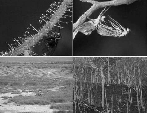 21 Images Classified Incorrectly By Variance In Fractal Dimension Download Scientific Diagram