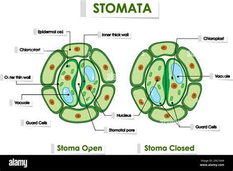 Diagram Showing Stomata On White Background Illustration Stock Vector Image Art Alamy