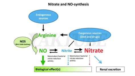약사가 알려주는 아르기닌 부작용과 효능 부작용 줄이는 방법 섭취방법 및 목적별 용량 시너지 높이는 법 네이버 블로그