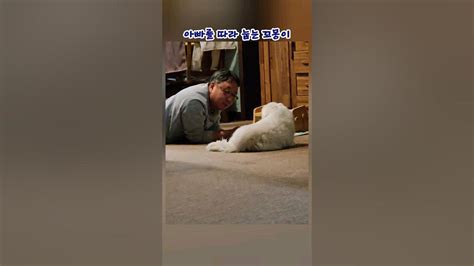 아빠따라하는강아지 아빠가그러고있어 따라쟁이페키니즈 아빠바라기노견 꼬몽이와의일상 열네살페키니즈 나와같이사는동안행복했니 노견의하루 Youtube