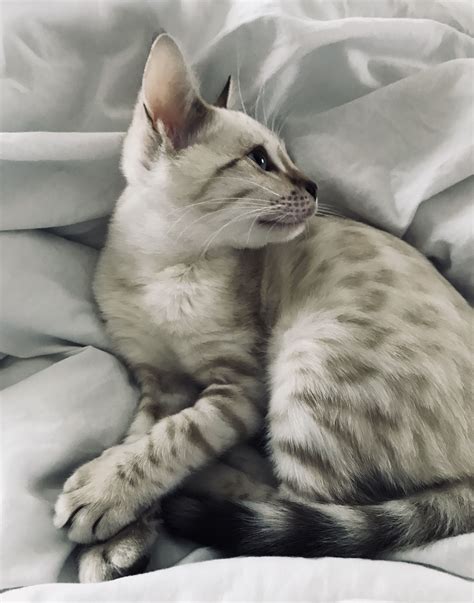 Snow Bengal Kitten With Blue Eyes Kittens Cutest Cats And Kittens Cute Cats Beautiful Cat