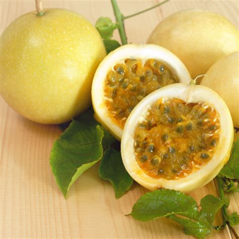 Yellow Passion Fruit Tree Seedling Yellow Passion Fruit Live Plant Yellow Passion Fruit Tree Seedling Yellow Passion Fruit Live Plant