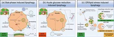 Mechanisms Of Lipophagy In Yeast Differ Depending On How Lipophagy Was