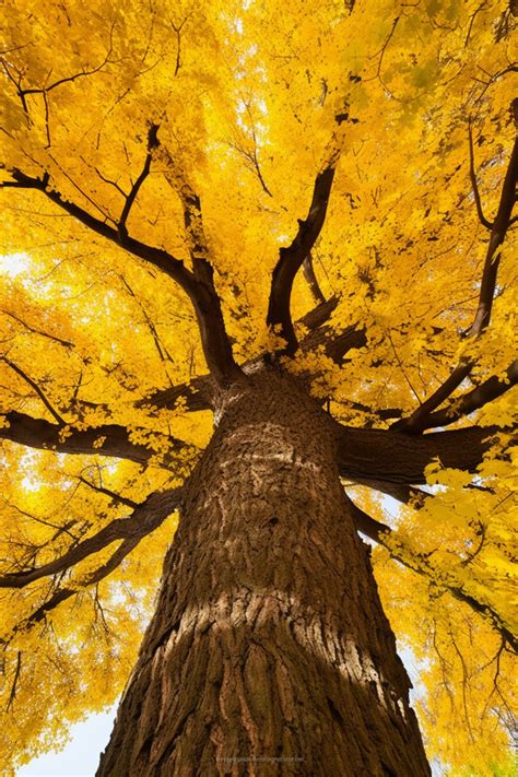 노란 단풍이 있는 단풍나무 꼭대기 배경 배경 화면 및 일러스트 무료 다운로드 Pngtree