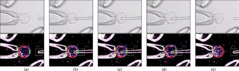 Example Of Automatic Blastocyst Microinjection A Blastocyst Was Held Download Scientific