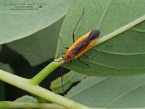 Minnesota Seasons Black Locust Bug