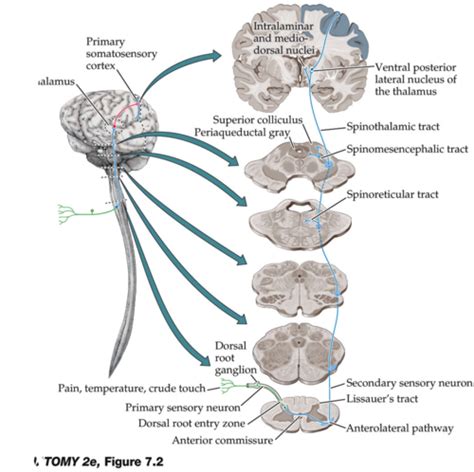 Spinothalamic Tract Pain