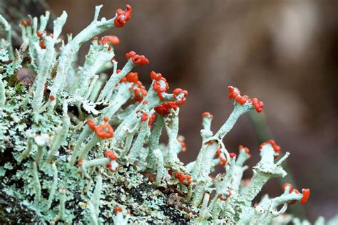 Lichen Definition Symbiotic Relationship Mutualism Types And Facts Britannica