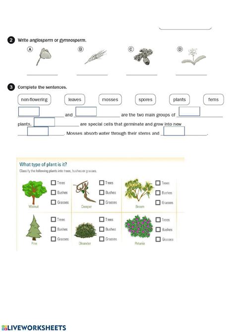 Worksheets On Plants