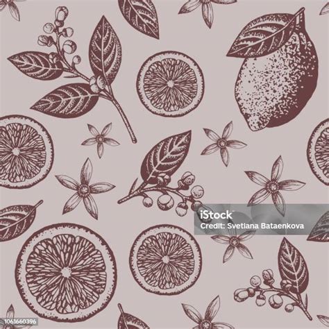 감귤 류의 원활한 패턴입니다 레몬 과일 조각 드로잉 핸드 나뭇잎 꽃과 싹 분기 빈티지 꽃 패턴입니다 벡터 일러스트입니다 온통 인쇄 감귤에 대한 스톡 벡터 아트 및 기타