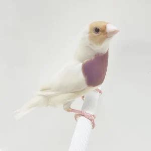 Lady Gouldian Finches Exotic Birds Sales