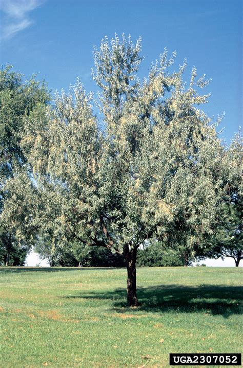 Russian Olive Tree Olives At Sheila Tejada Blog
