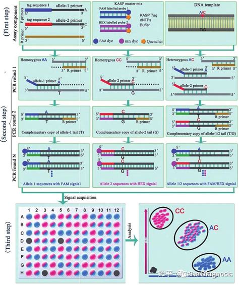 Snp分型 Kasp法介绍 知乎