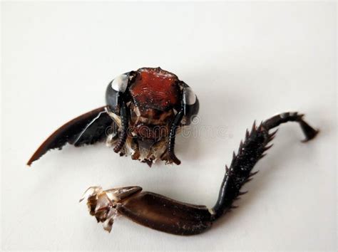 Remains Of A Molting Exoskeleton Of The Madagascar Hissing Cockroach