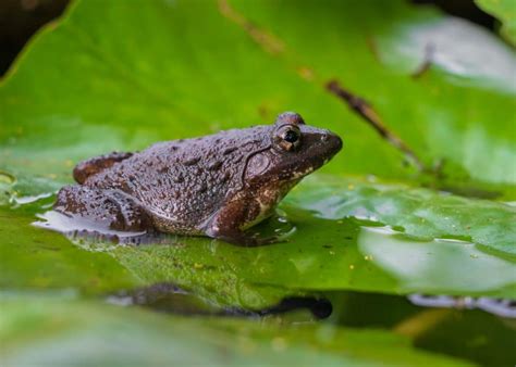 Unseen Roommates The Curious World Of Phrogging