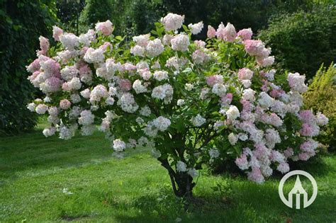 Hydrangea Paniculata Pluim Hortensia Boomkwekerijen M Van Den