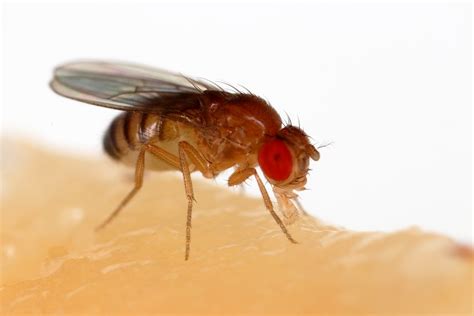 New Insect Species Made Via Genetic Engineering Scienceline