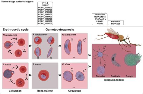 Plasmodium Falciparum
