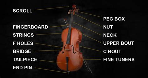 Starting The Cello Everything You Need To Know Caswells Strings