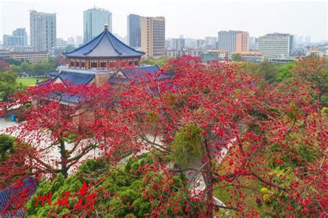纪念堂红棉盛放