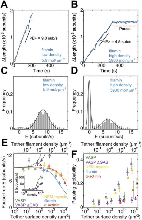 Barbed End Actin Filament Elongation As A Function Of The Surface