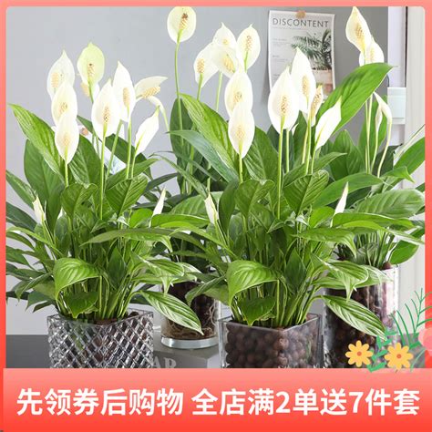 好养的室内花卉绿植适合室内养的花卉室内名贵绿植有哪些大山谷图库
