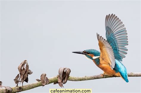 انواع زمینه پیش زمینه ، میان زمینه ، پس زمینه توضیحات تصویری