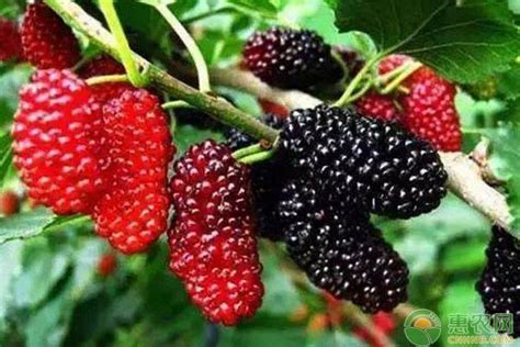 桑树怎么种植？这七要点需掌握！ 农技学堂 惠农网