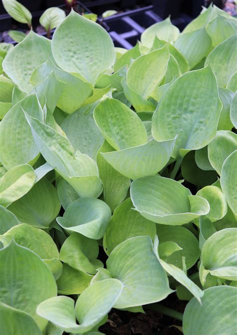 Lets Make More Tetraploid Hostas The Hosta Guru