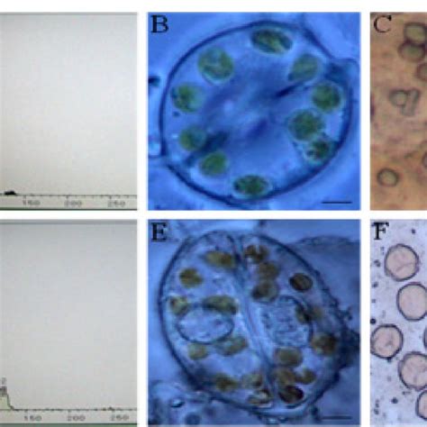 Pdf In Vivo Chromosome Doubling With Colchicine In Haploid Plants Of