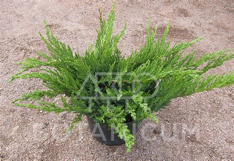 Можжевельник казацкий Тамарисцифолия Tamariscifolia. Продажа ...