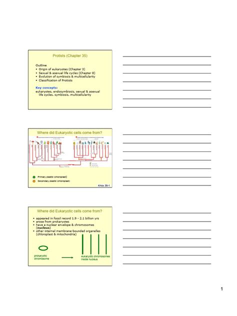 Lecture 5 Protists Pdf Eukaryotes Sexual Reproduction