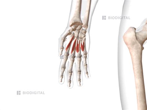 Lumbrical Muscles Of Right Hand Biodigital Anatomy