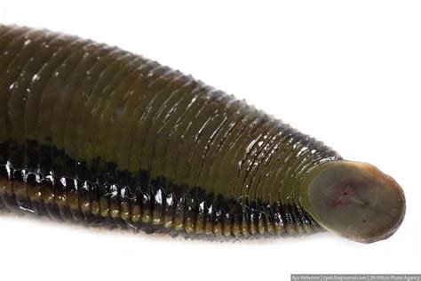 Пиявки - Жизнь. — Teletype