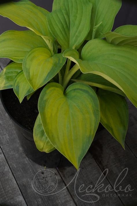 Хоста (Hosta `Guacamole`) - Хоста гибридная