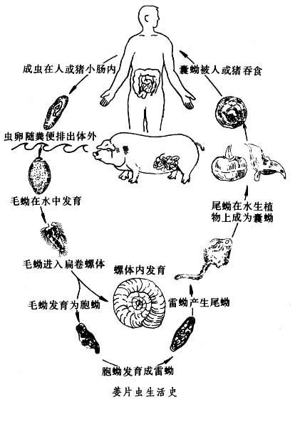 薑片蟲研究歷史形態特徵生活習性致病機理實驗診斷流行與防治防治原則中文百科全書
