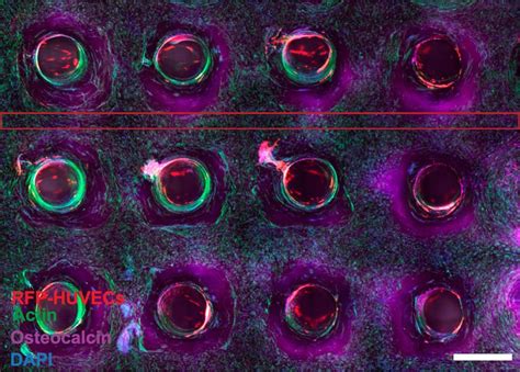 Three Dimensional Bioprinting Of Thick Vascularized Tissues Lewis Research Group