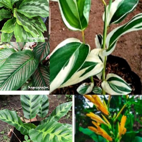 Jual Tanaman Herbal Garut Hijau Putih Calathea Louisae Ornata Merak Ganyong 20 35cm Hias